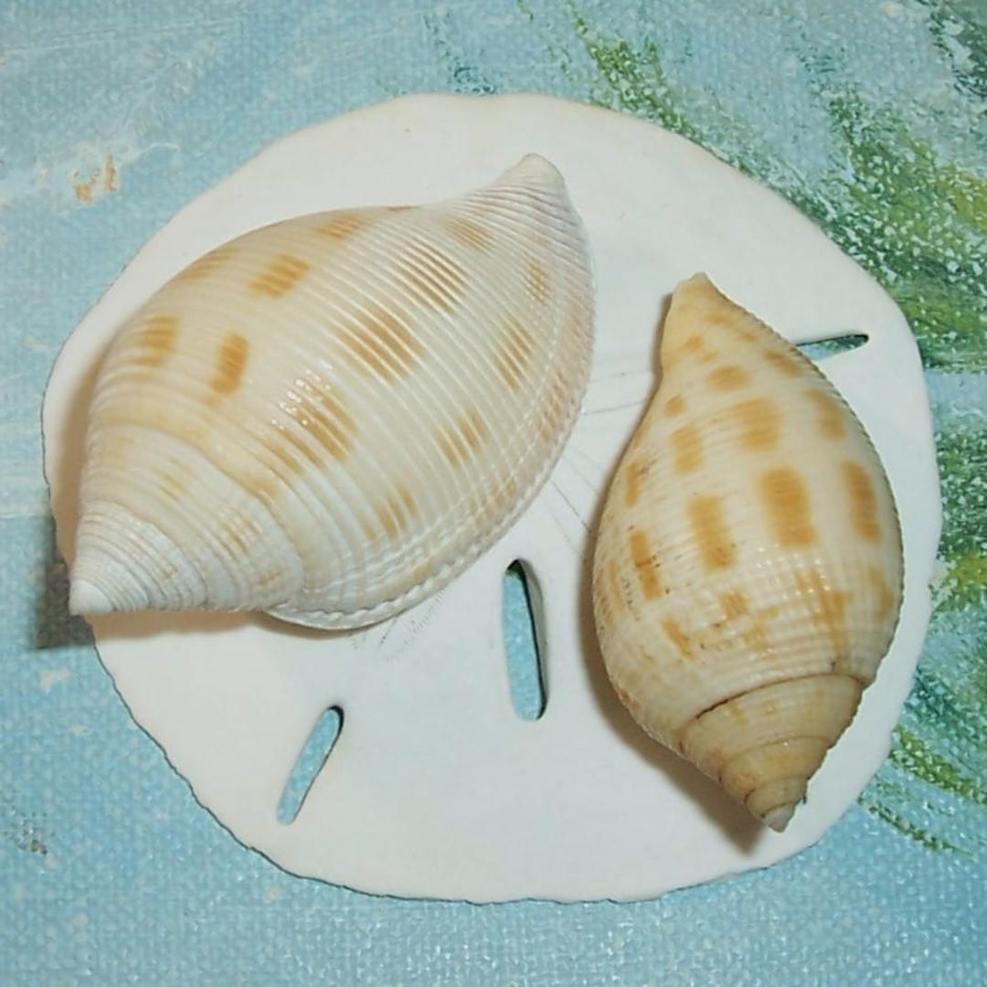 Set of Two 38.9&46.1mm RARE Sconsia Grayi ROYAL Bonnet Seashell W/ Data ...