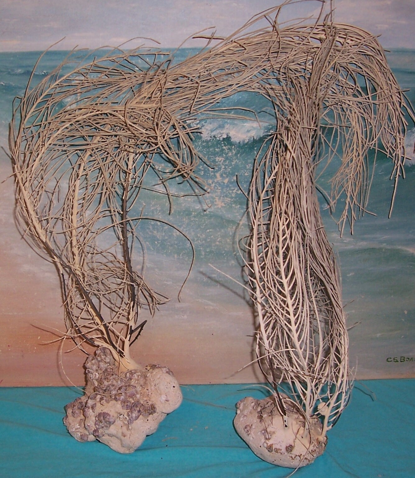 Set/2 Cream Gorgonian SEA WHIP Feathers Coral on BARNACLE - Etsy
