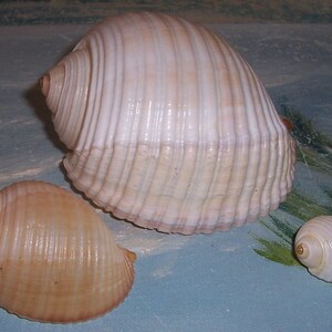 Set of Three 31.9-103.3mm FLORIDA Keys Found Tonna Galea GIANT Tun ...