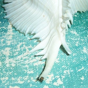 110.6 Beautiful Siratus Alabaster ALABASTER MUREX Seashell - Etsy