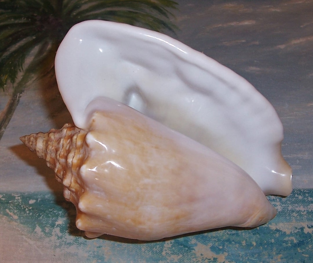 137.9mm FLORIDA Keys BEACH Collected Milk Conch Shell SEASHELL - Etsy