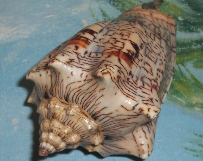 91.3mm Voluta Ebraea HEBREW VOLUTE Seashell W/ Excellent Markings ...