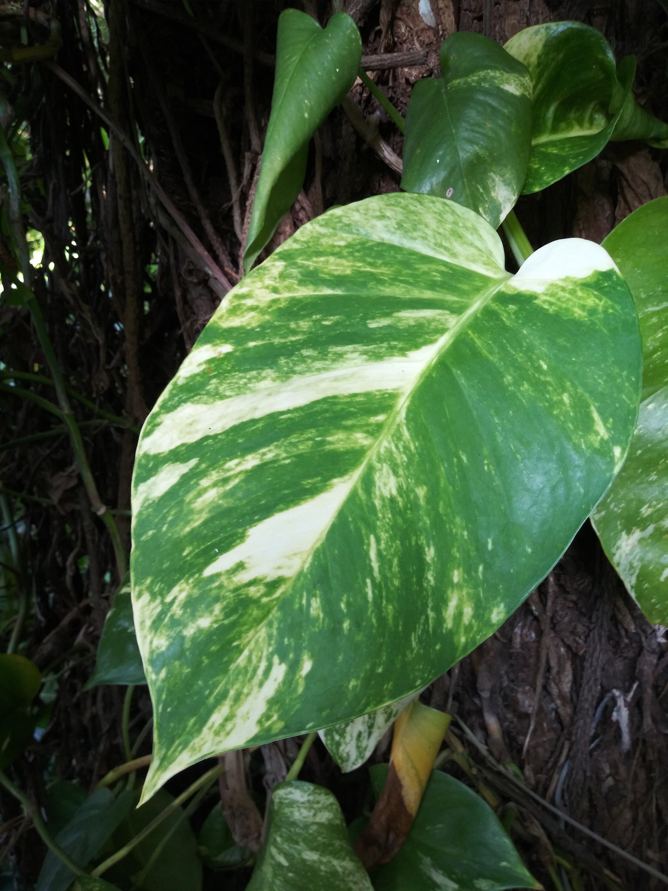Pothos Starter | Heart Vine Plant | Epipremnum Aureum | Florida Devil's ...