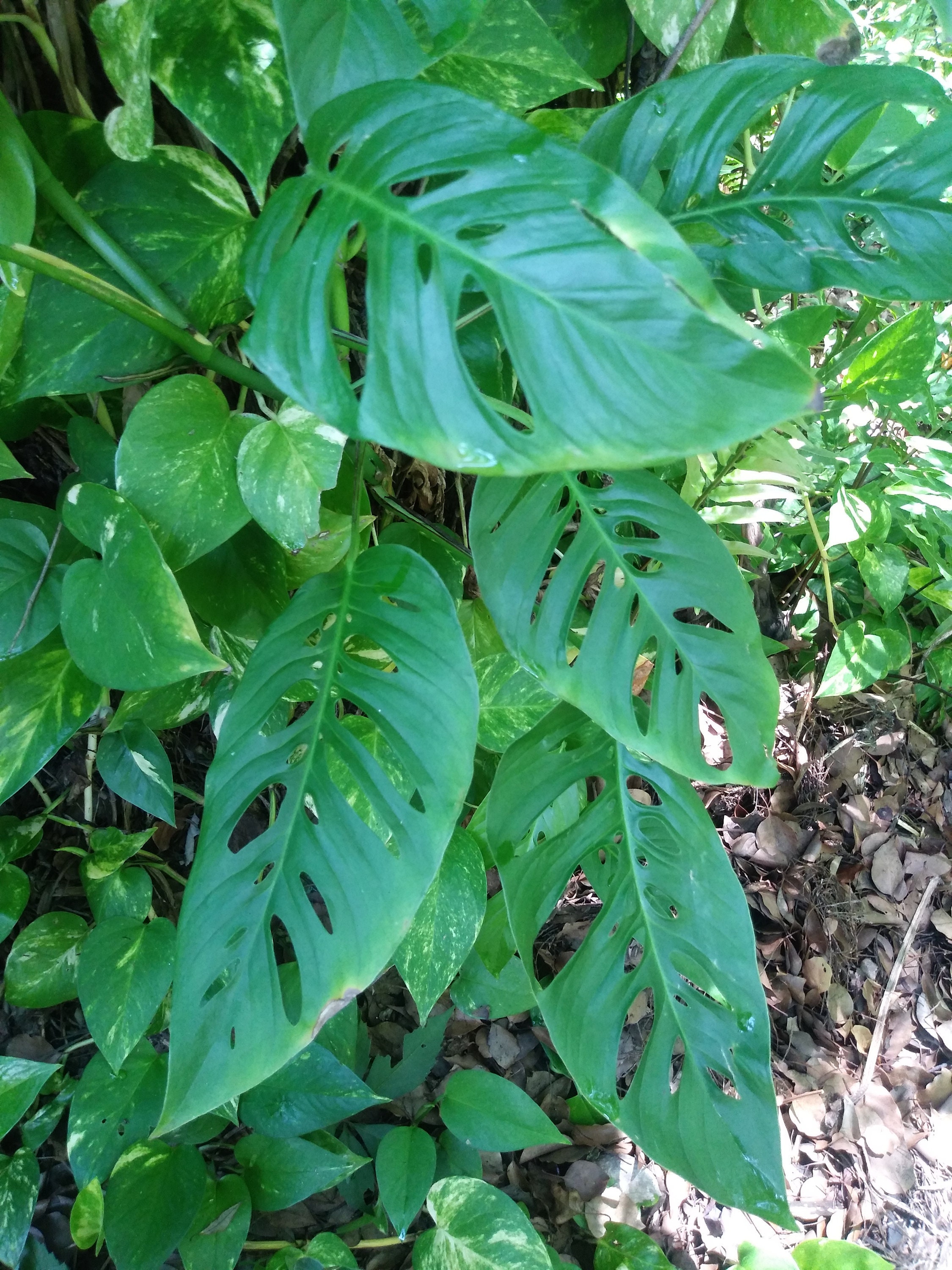 Monstera Adansonii "swiss Cheese Vine" | 2 Cuttings | BEAUTIFUL ...