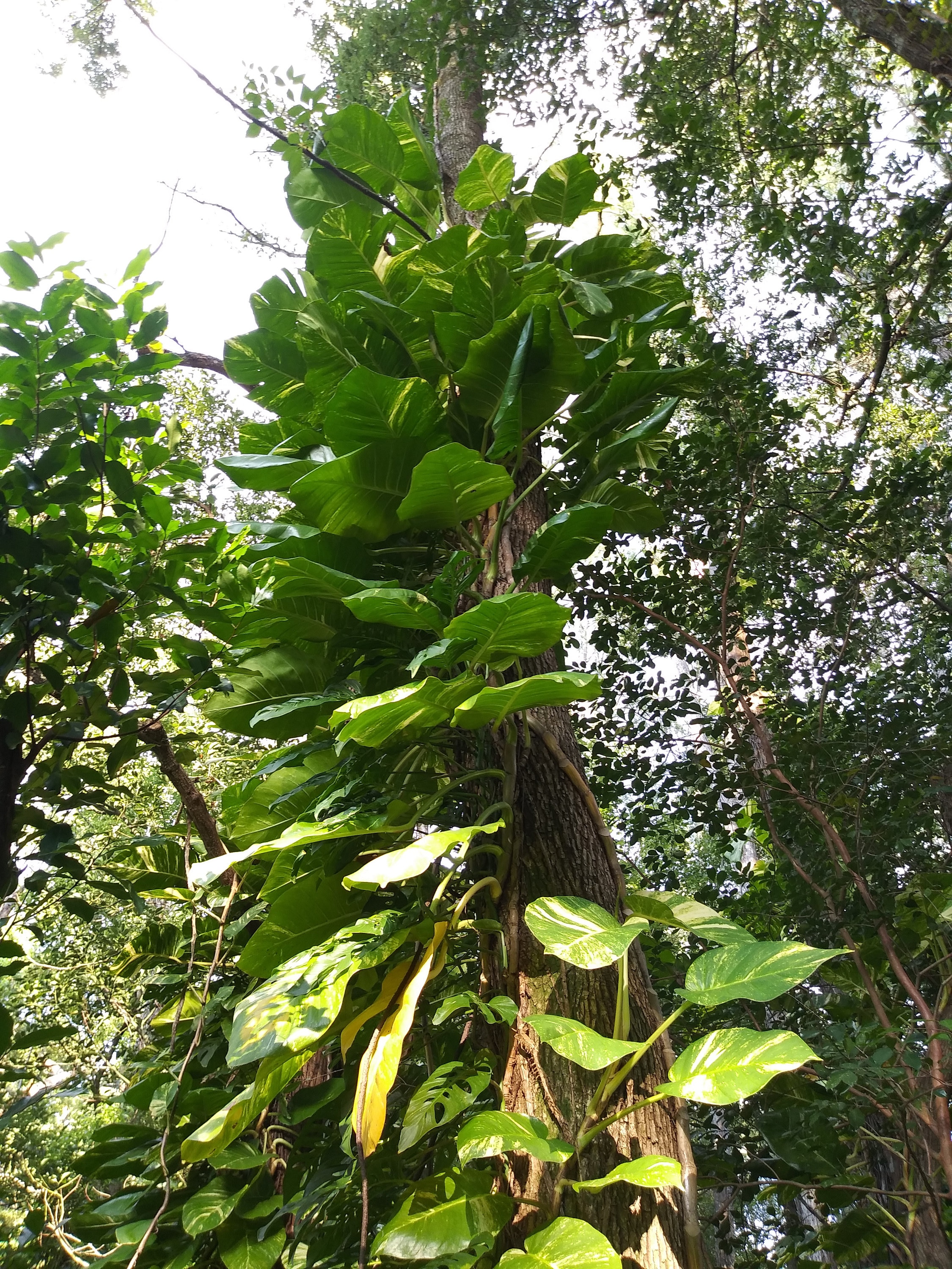 Pothos Starter | Heart Vine Plant | Epipremnum Aureum | Florida Devil's ...