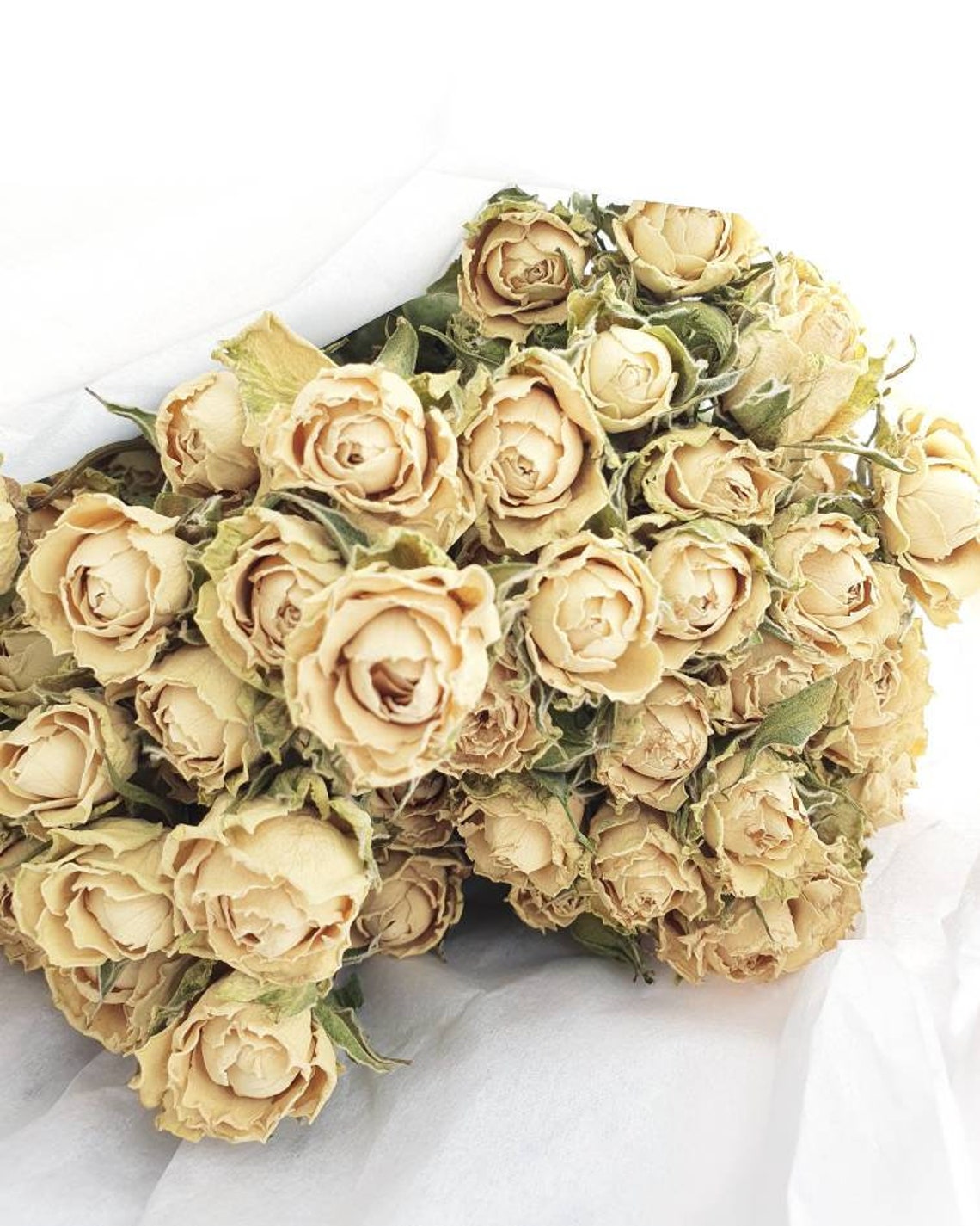 Dried Spray Roses Natural Natural White Bunch - Etsy UK