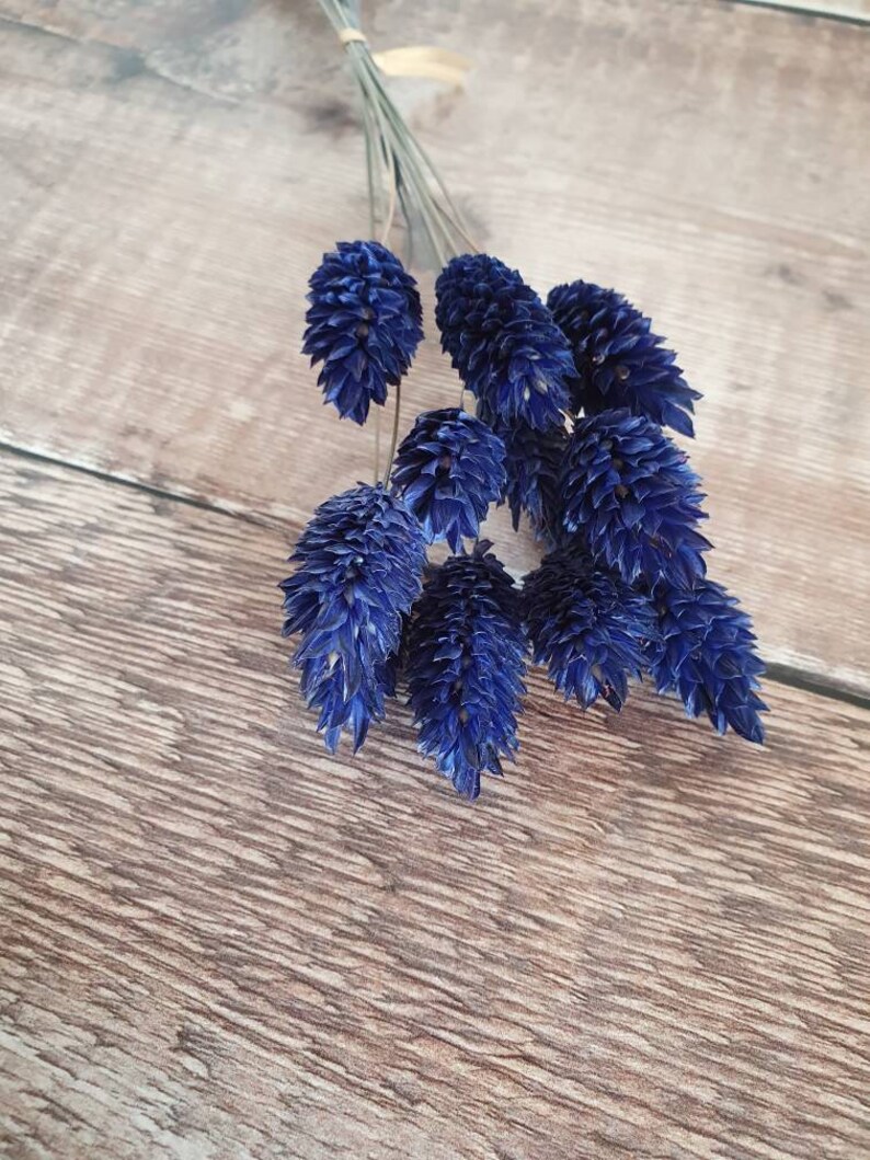 MINI Dried Phalaris Navy Blue Canary Grass - Etsy UK