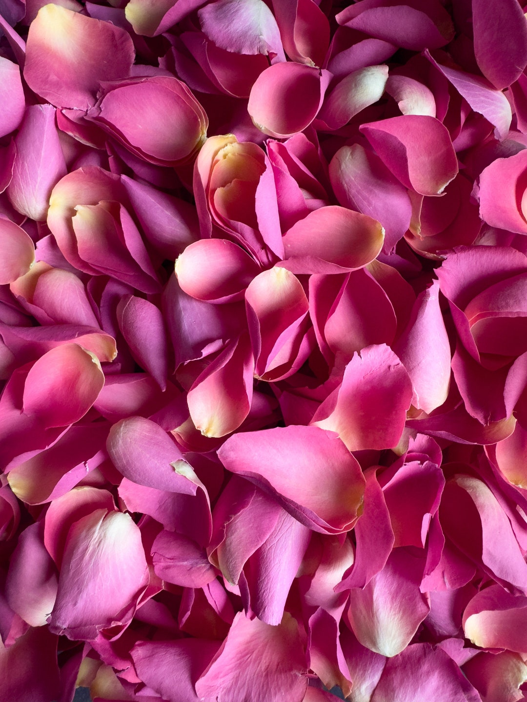 Flamingo Pink Rose Petals Freeze Dry Real Flower - Etsy