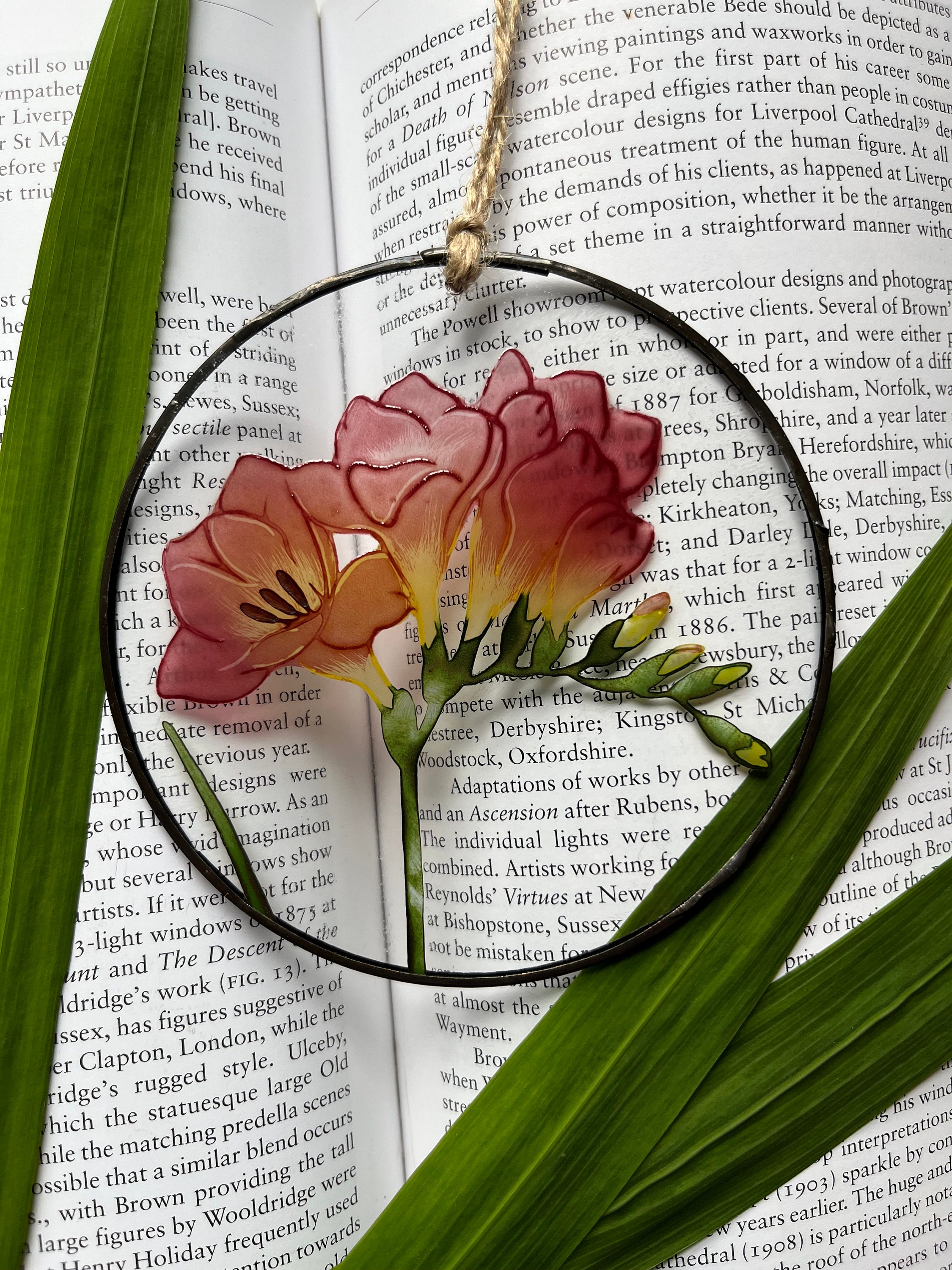 Pink Freesia Flowers