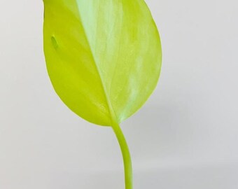 Pothos Champs Elysees | Teruno Pothos | Epipremnum Japanese Pothos ...