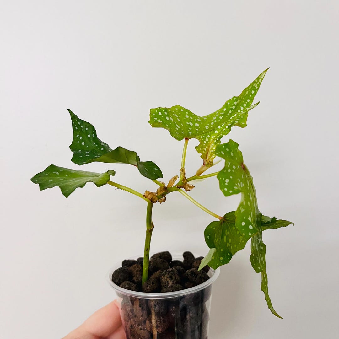 Begonia Angel Wing Torch Pink - Etsy