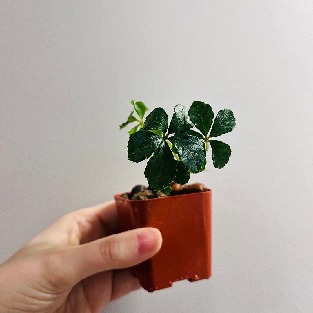 Sugar Vine Plant - Etsy