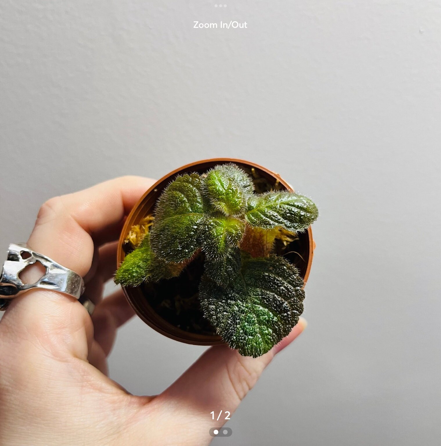 Episcia Pink Panther Plant - Etsy