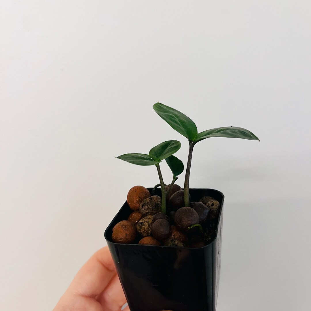 Reverted Variegated ZZ Plant - Etsy