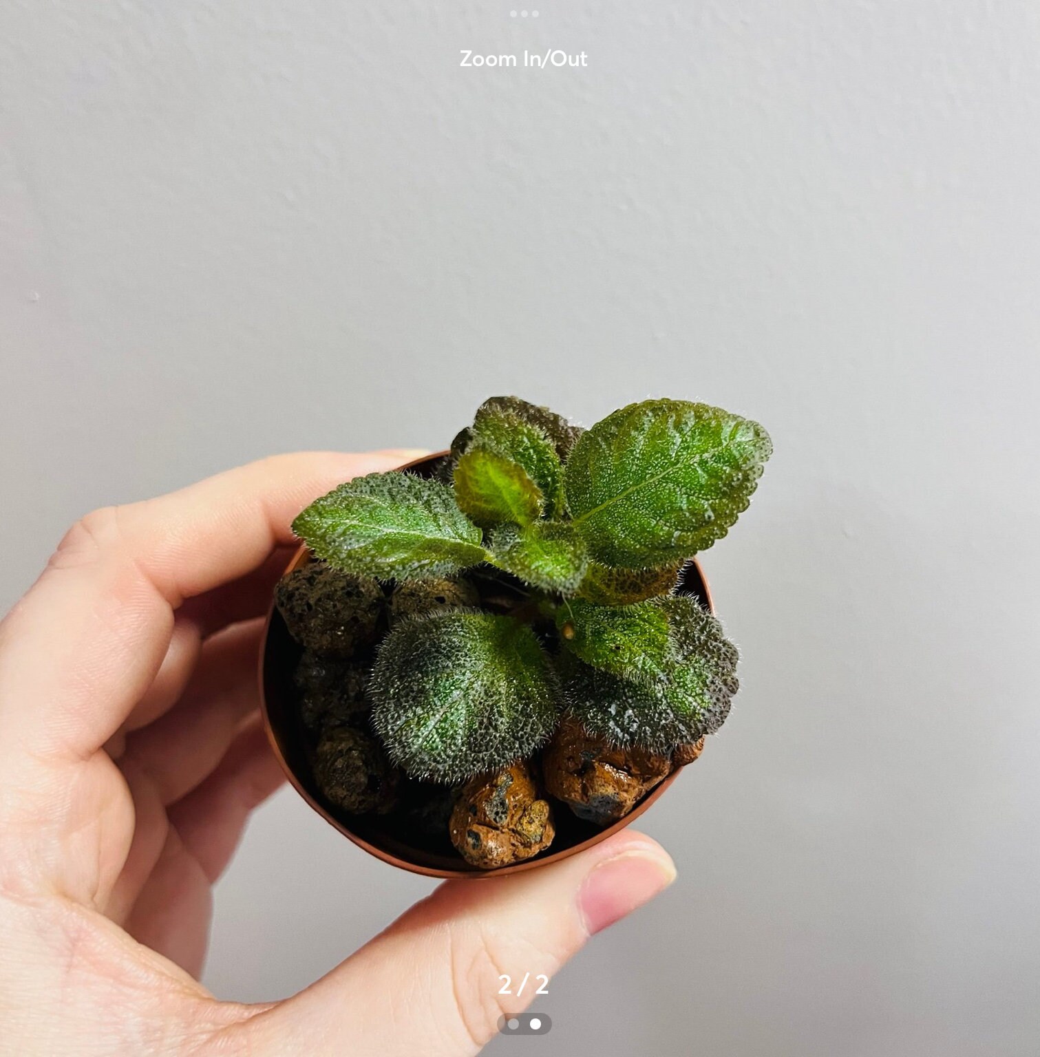 Episcia Pink Panther Plant - Etsy