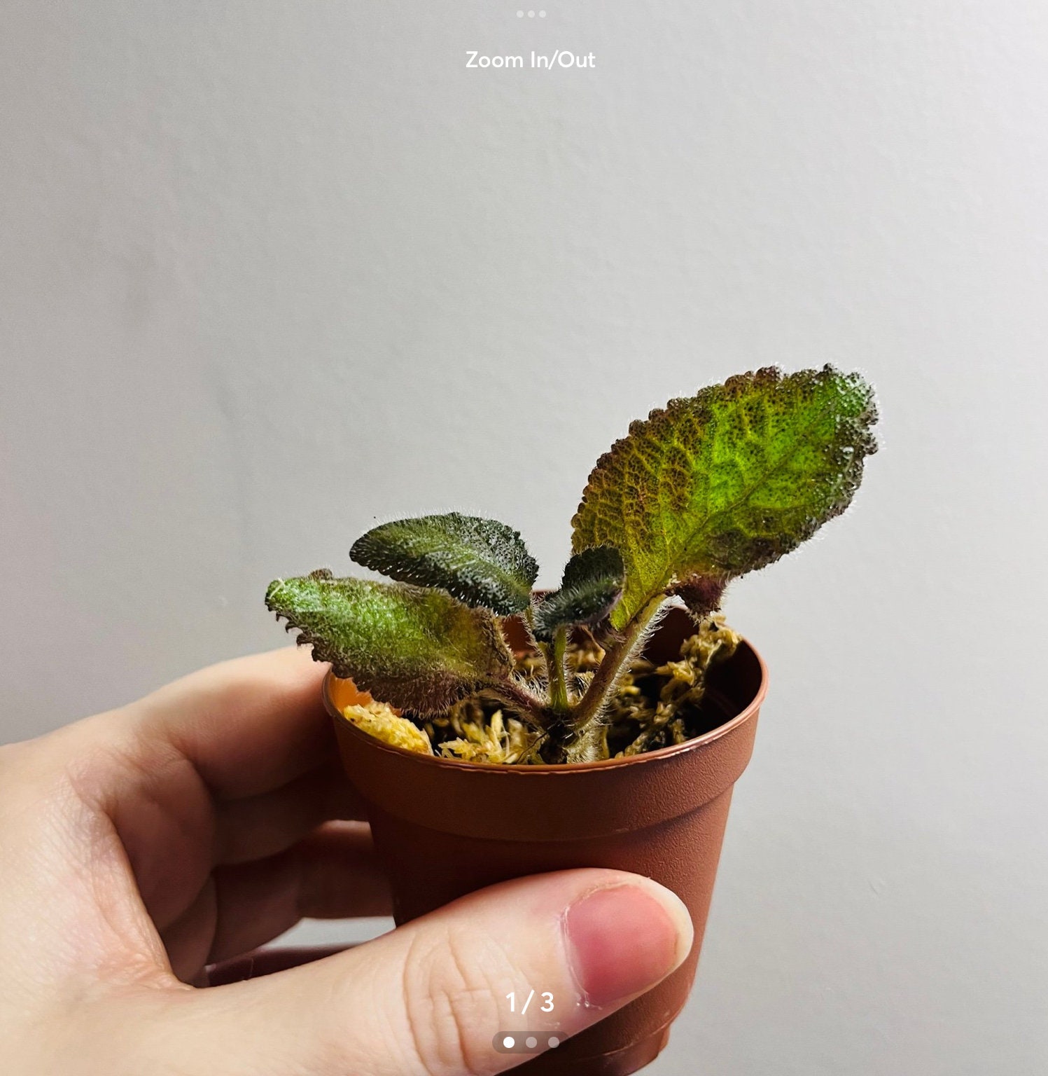 Episcia Pink Panther Plant - Etsy