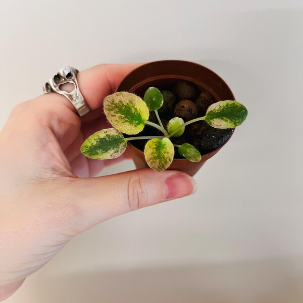 Variegated African Violets - Etsy