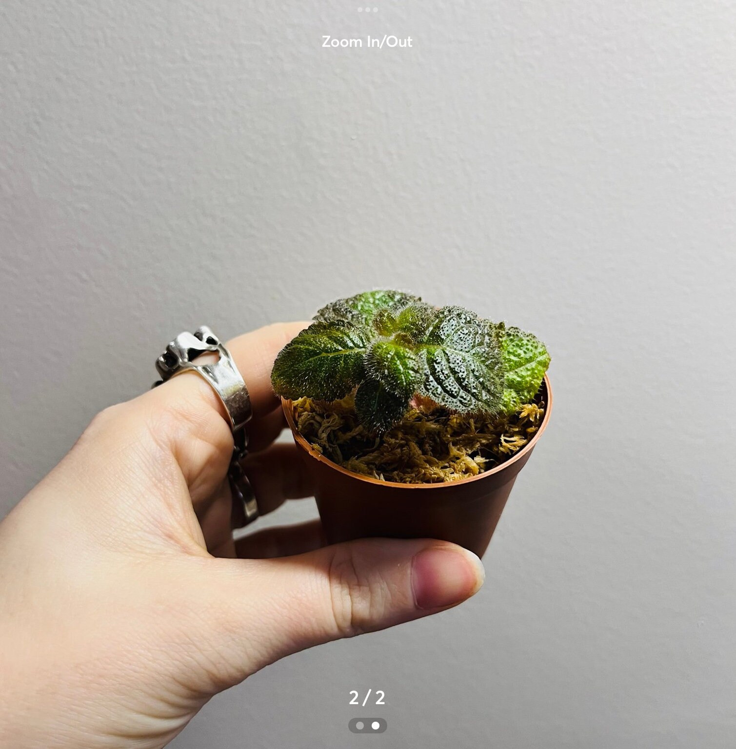 Episcia Pink Panther Plant - Etsy