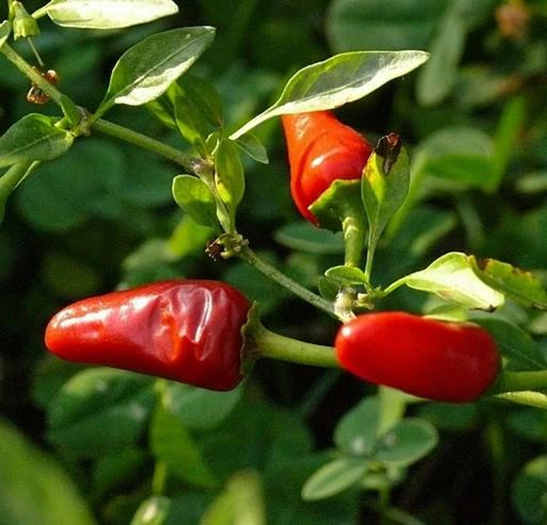 Apache Red Pepper Seeds - Etsy