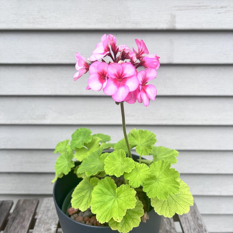 Geranium Seeds - Etsy