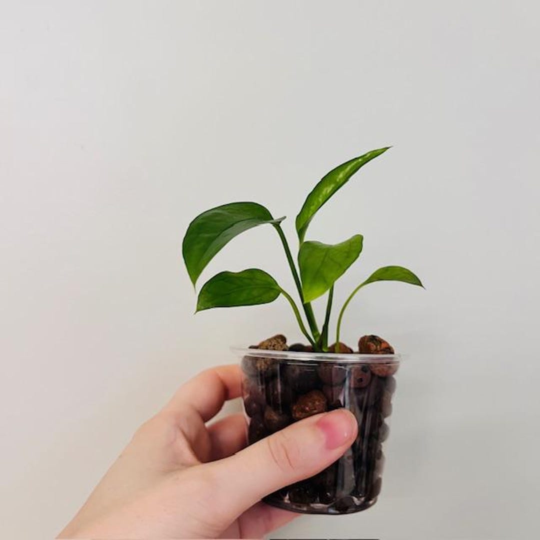 Epipremnum Pinnatum Skeleton Key Plant - Etsy