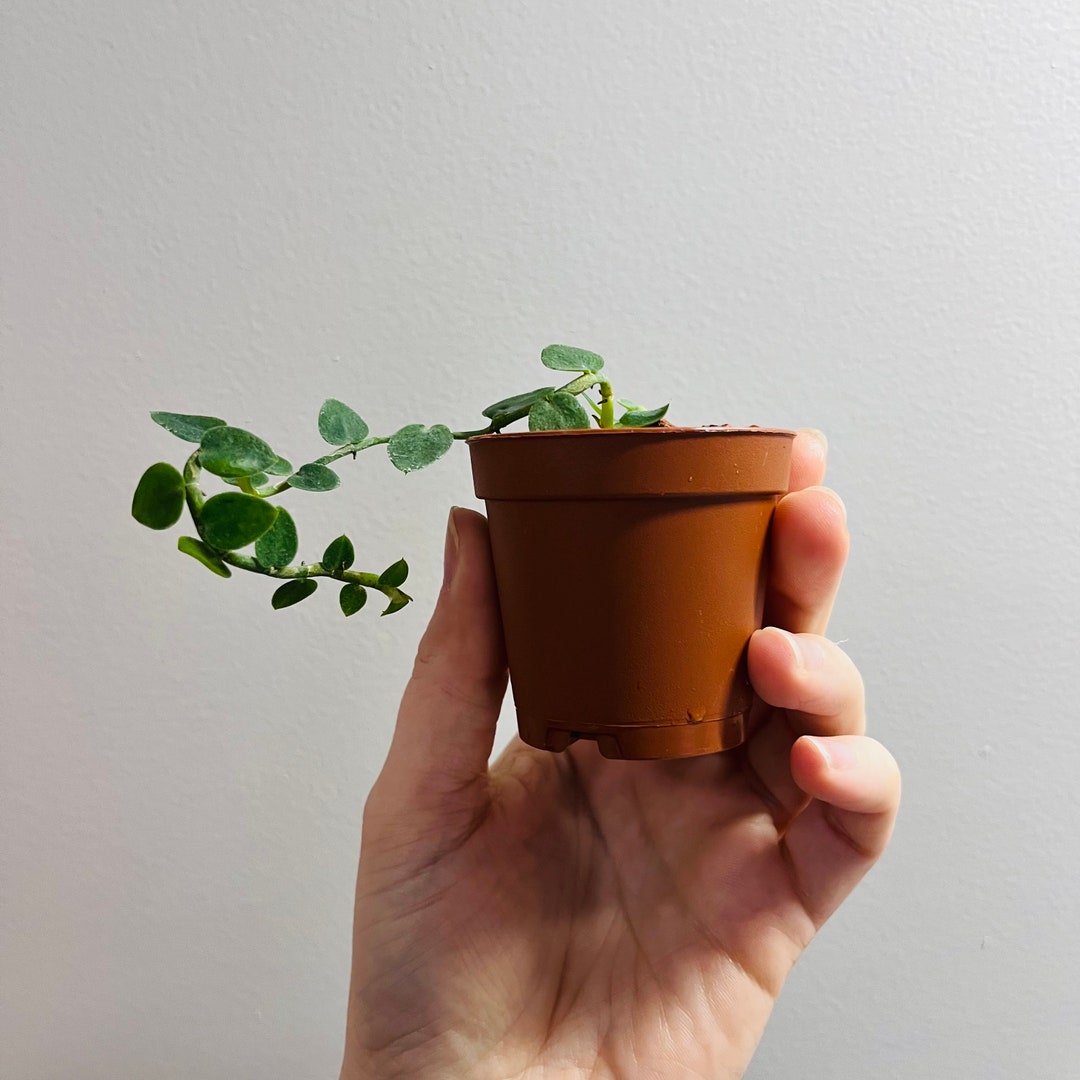 Rhaphidophora Pachyphylla Plant - Etsy