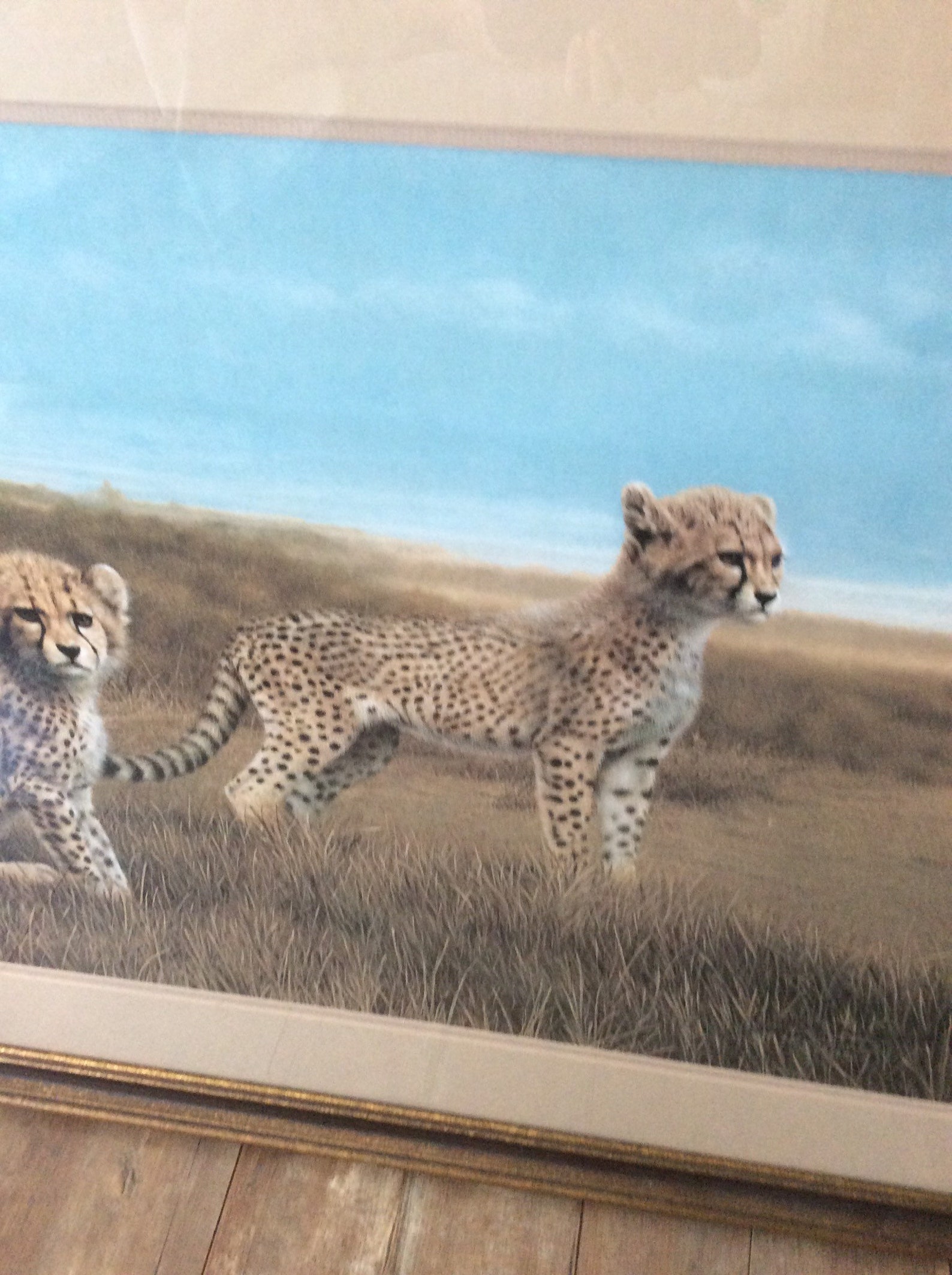 Artist Charles Frace Title Recess Cheetah Picture /signed and | Etsy