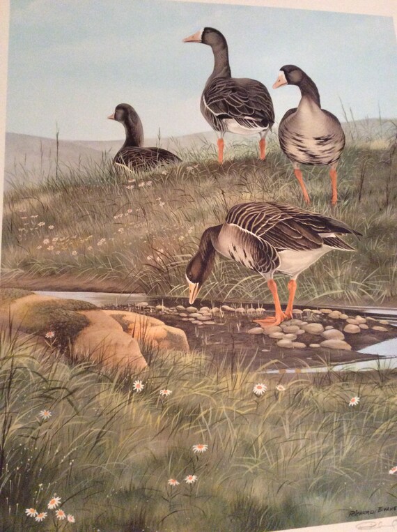 Richard Evans Younger Tule White-fronted Goose Print /1967 | Etsy