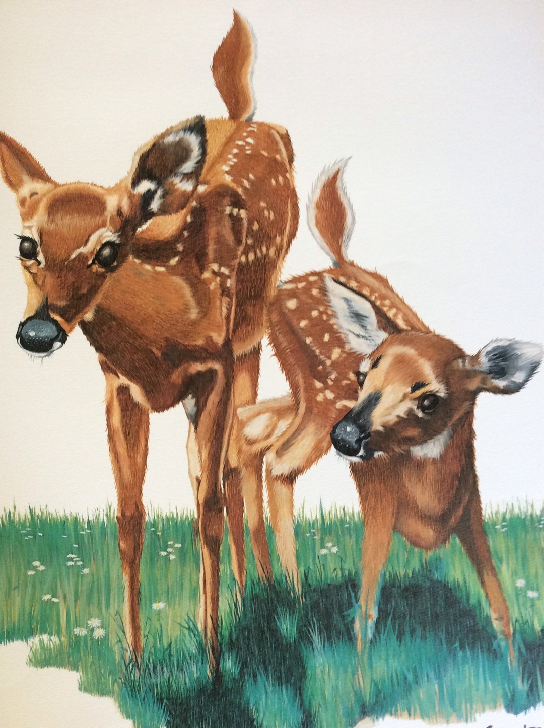 1975 White Tailed Fawns by Gene Gray/collector Series II Plate 5 GENE ...