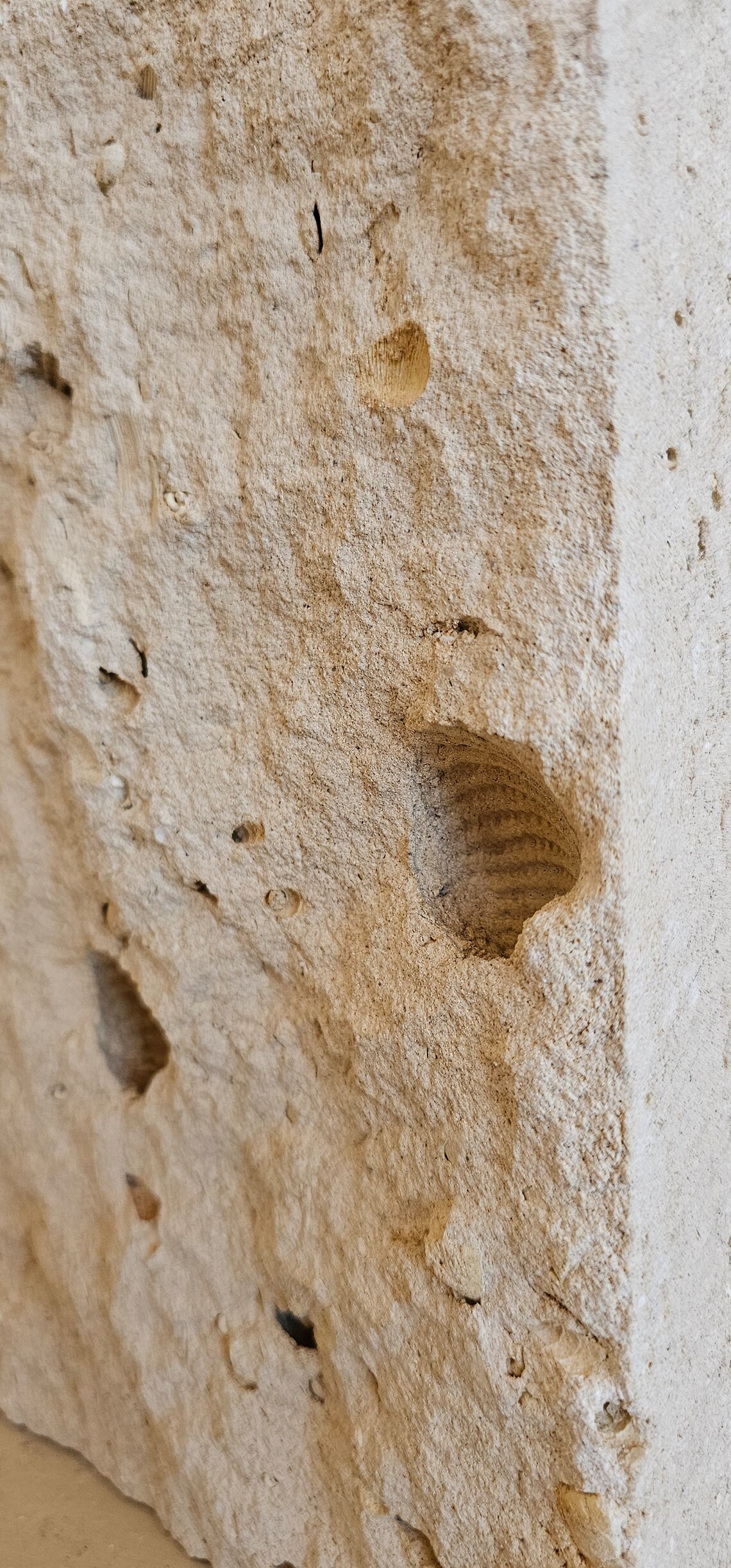 Limestone With Seashell Shells Imprint Pedestal Column - Etsy