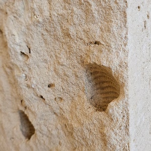 Limestone With Seashell Shells Imprint Pedestal Column - Etsy