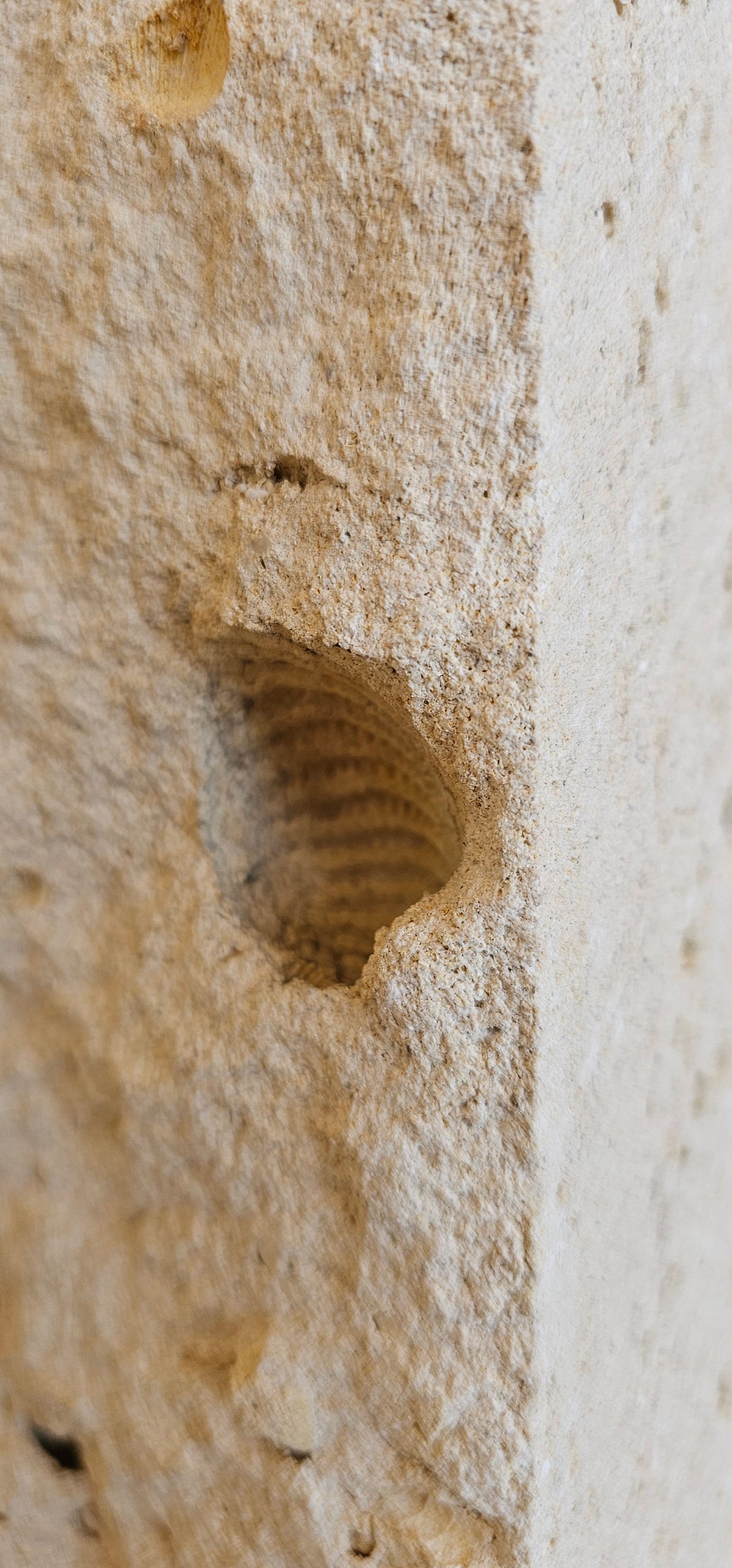 Limestone With Seashell Shells Imprint Pedestal Column - Etsy