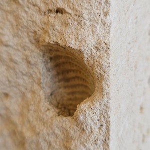 Limestone With Seashell Shells Imprint Pedestal Column - Etsy