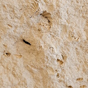 Limestone With Seashell Shells Imprint Pedestal Column - Etsy