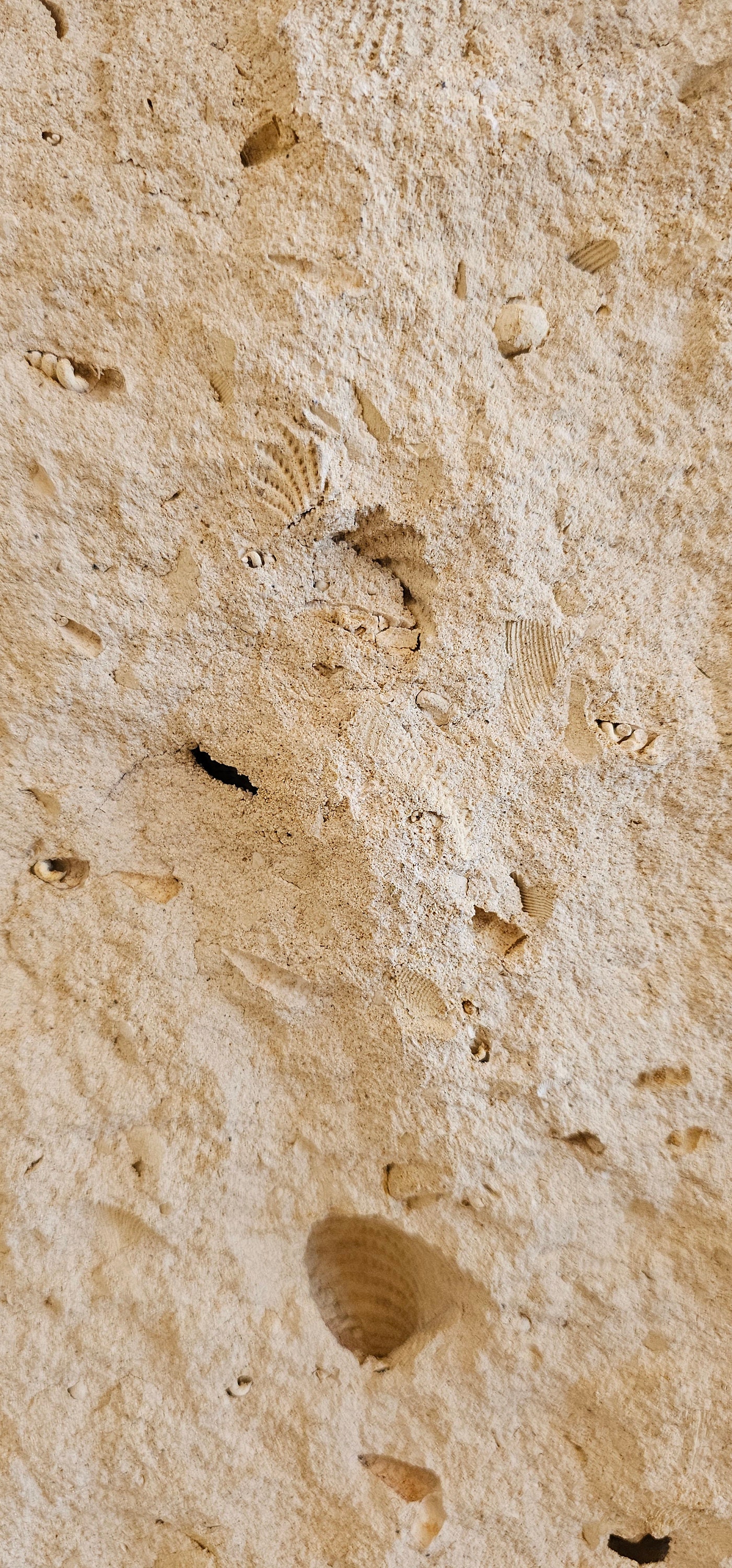 Limestone With Seashell Shells Imprint Pedestal Column - Etsy