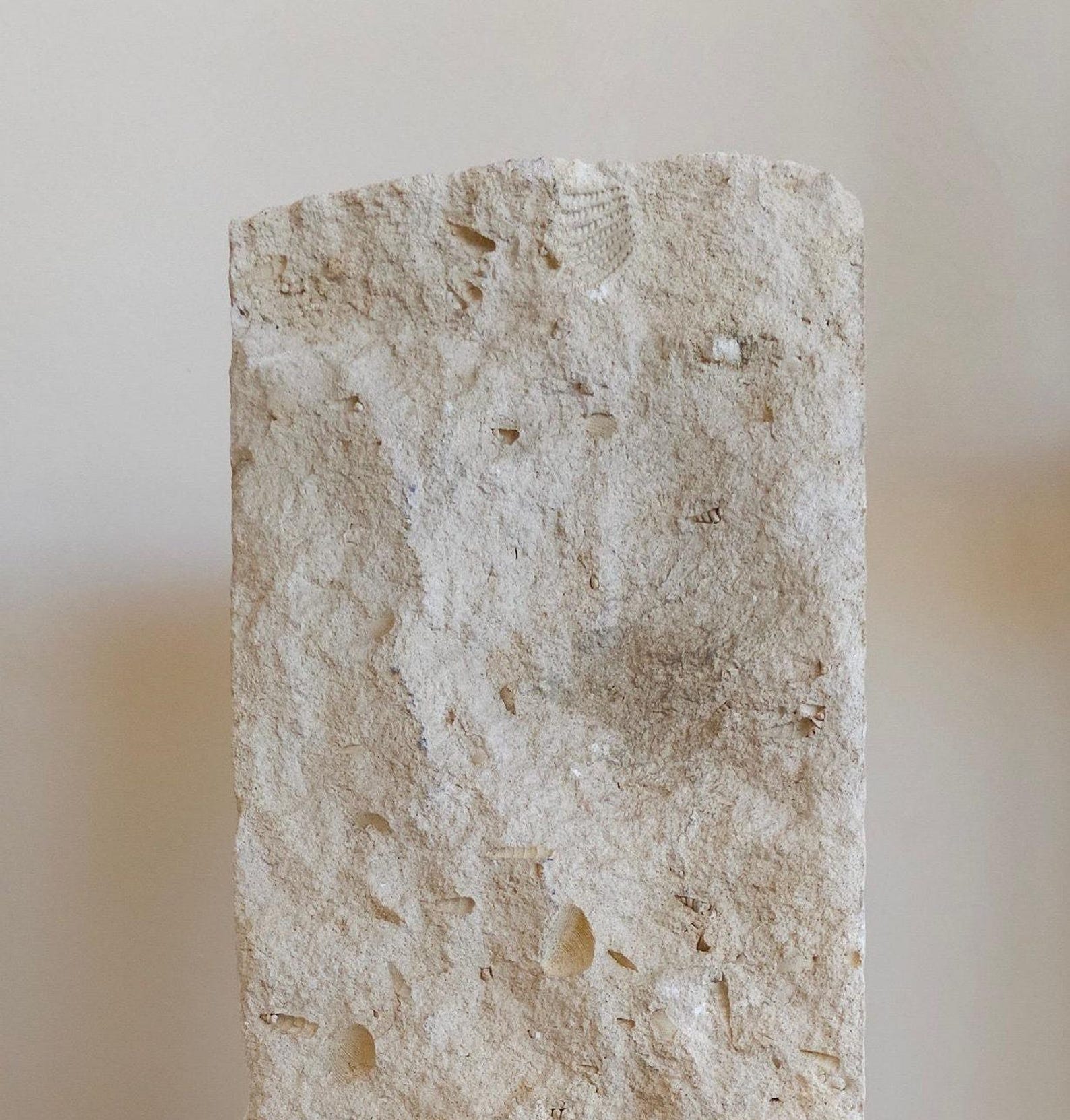 Limestone With Seashell Shells Imprint Pedestal Column - Etsy