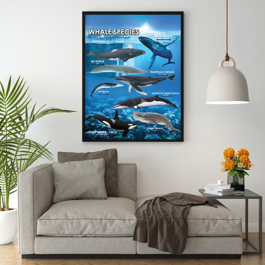 Whale Chart Wall Poster | Animal Wall Art | Kids Wall Poster | Children ...