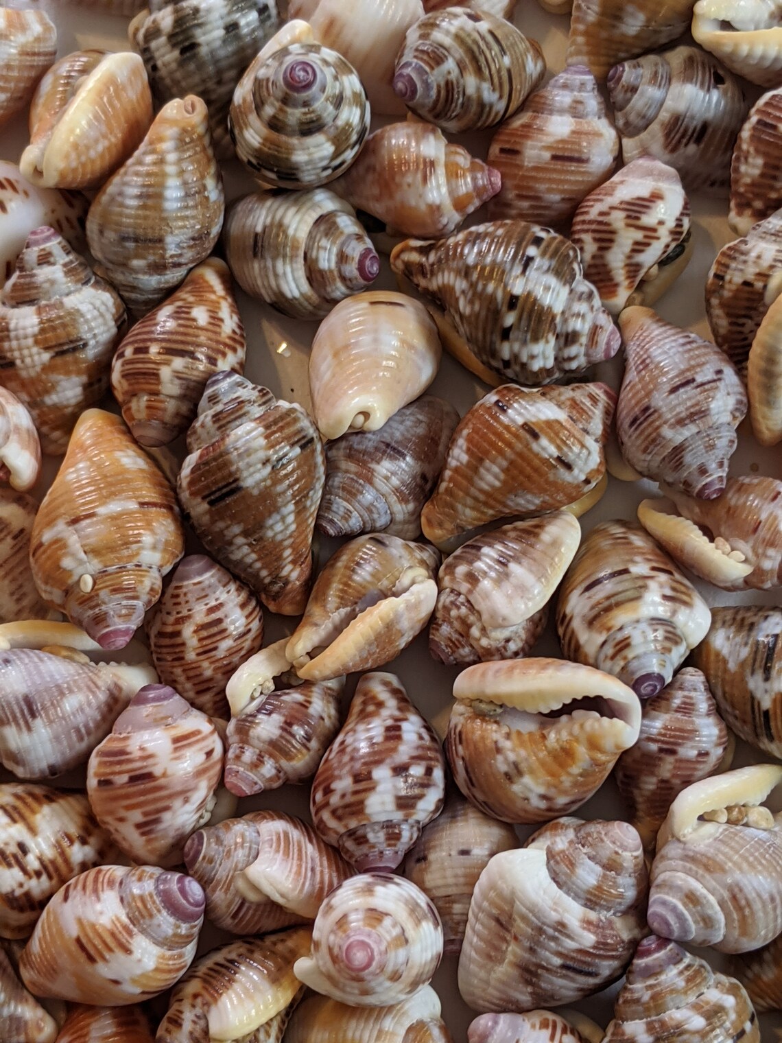 50 Columbella Mercatoria- Dove Shells, From Barbados 12mm - 15mm ...