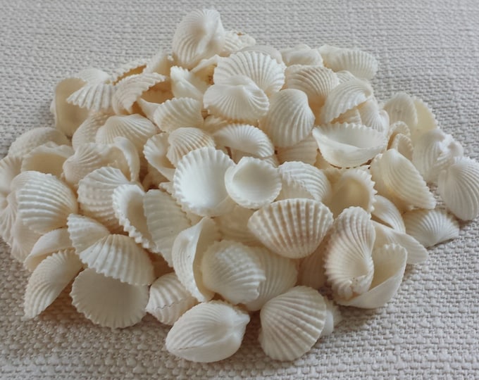 Beach Decor Small Shells White Shells Seashells Shells - Etsy