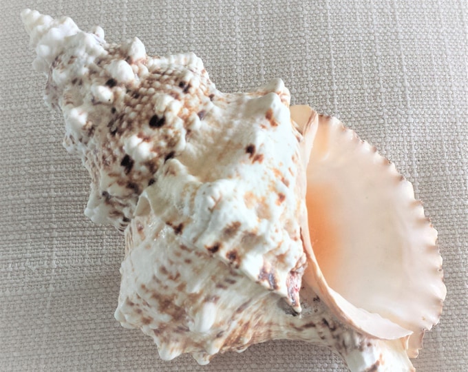 Large Sea Shells, Frog Shell, Large Shells, Specimen Seashells, Beach ...