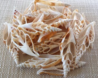 Bulk Seashells | Etsy