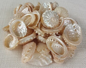 Wedding shells | Etsy