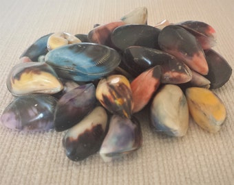 Mussel shells | Etsy