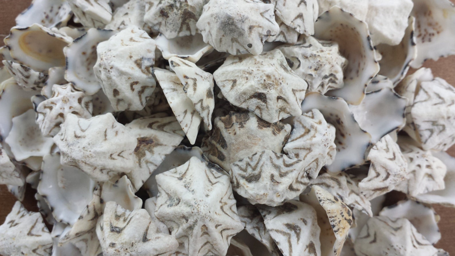 Limpet Shells Tiny Shells Beach Decor Seashells Shells - Etsy