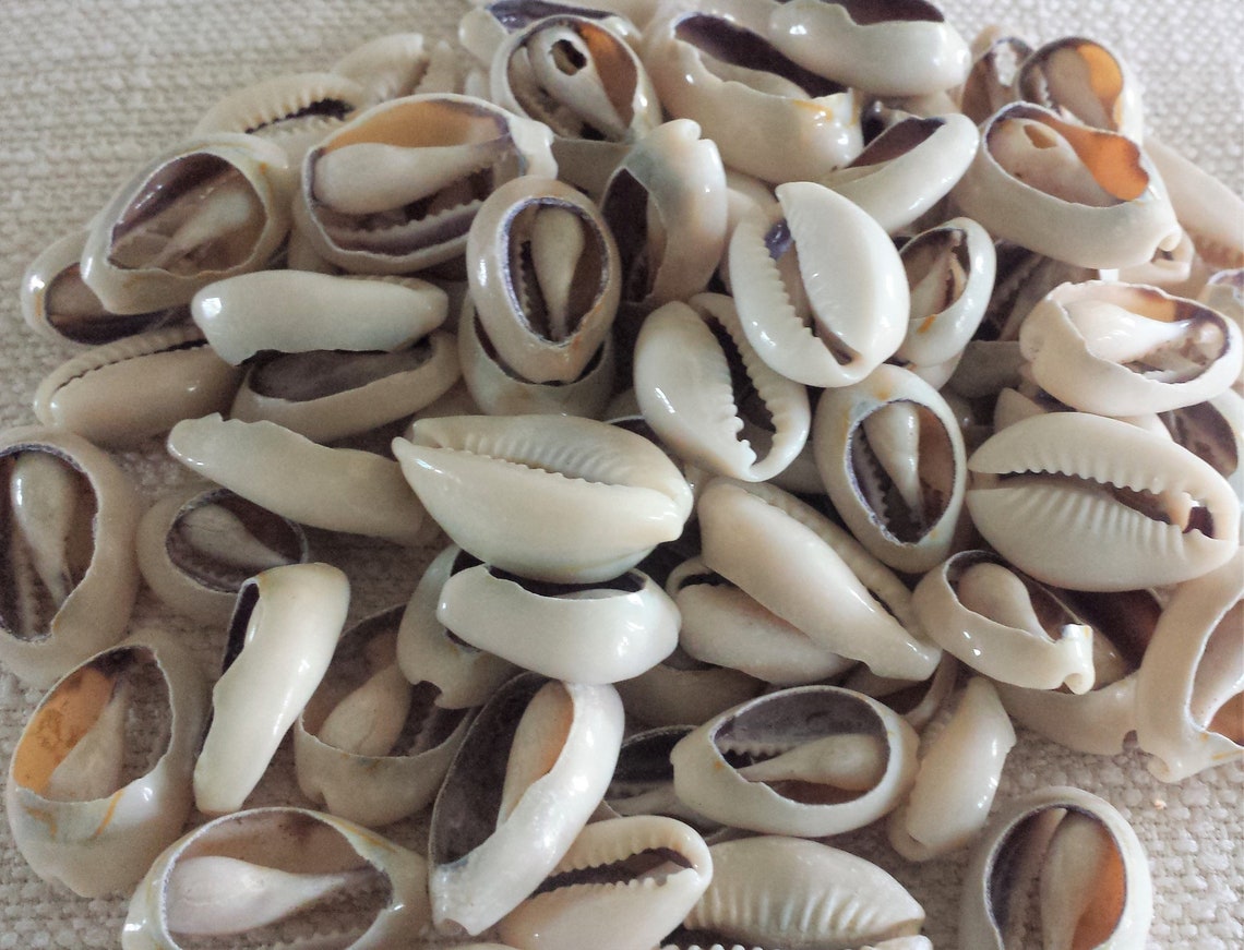 Cowrie Shells 100 Cowrie Beads Shell Beads Cut Shells - Etsy
