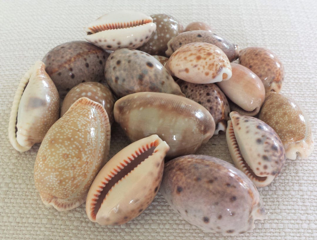 Cowrie Shells, Small Shells, Bulk Shells, Beach Decor, Seashells ...