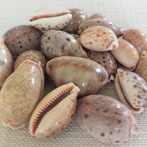 Small Shells Tiny Shells Beach Decor Seashells Shells - Etsy
