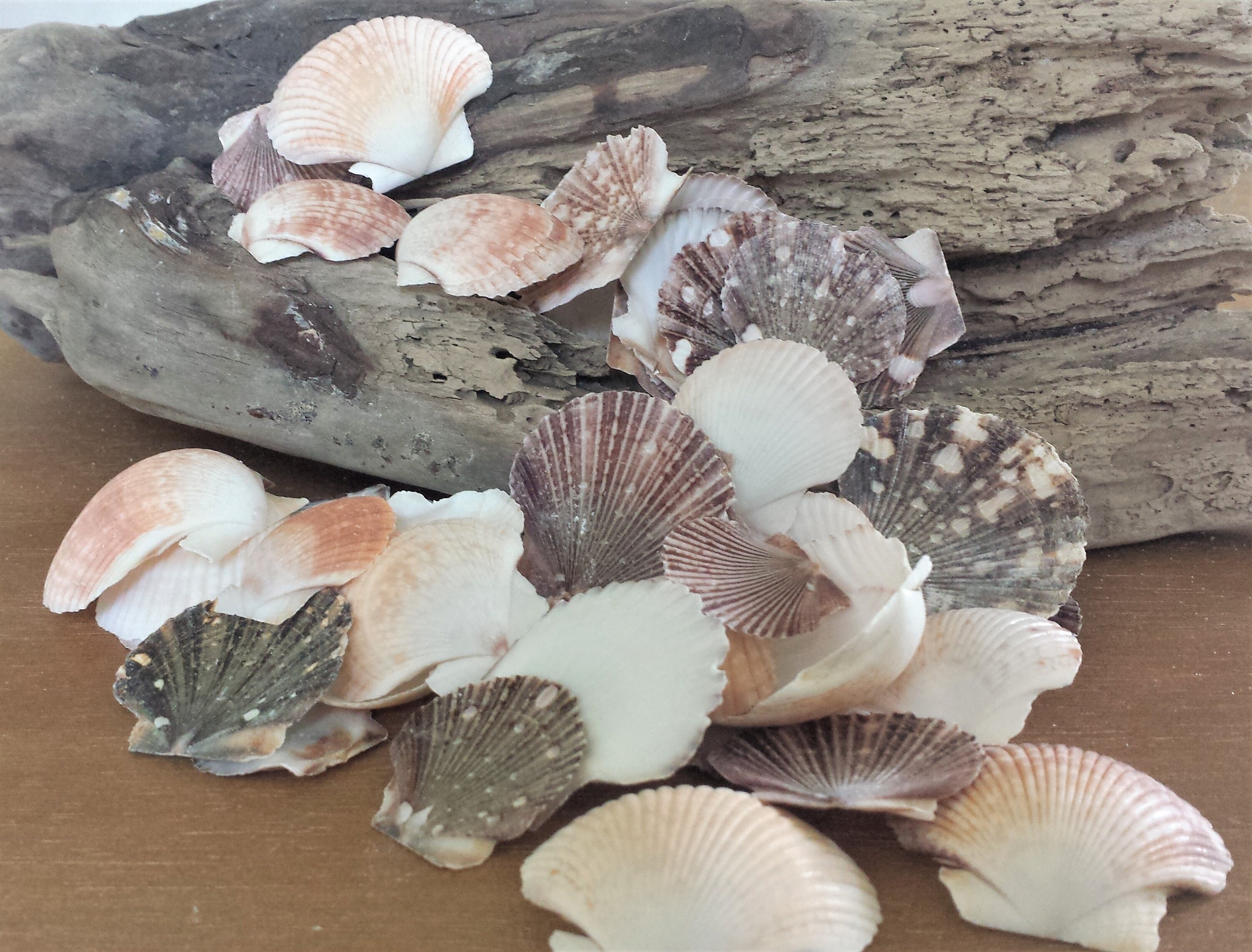 Small Shells Bulk Shells Craft Shells Beach Decor | Etsy