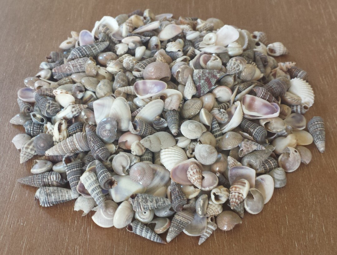 Tiny Shells, Extra Tiny Shells, Beach Decor, Seashells, Shells, Craft ...