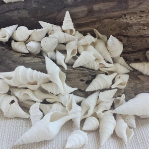 Beach Decor, Seashells, Shells, Bulk Shells, Craft Shells, Tiny Shells ...